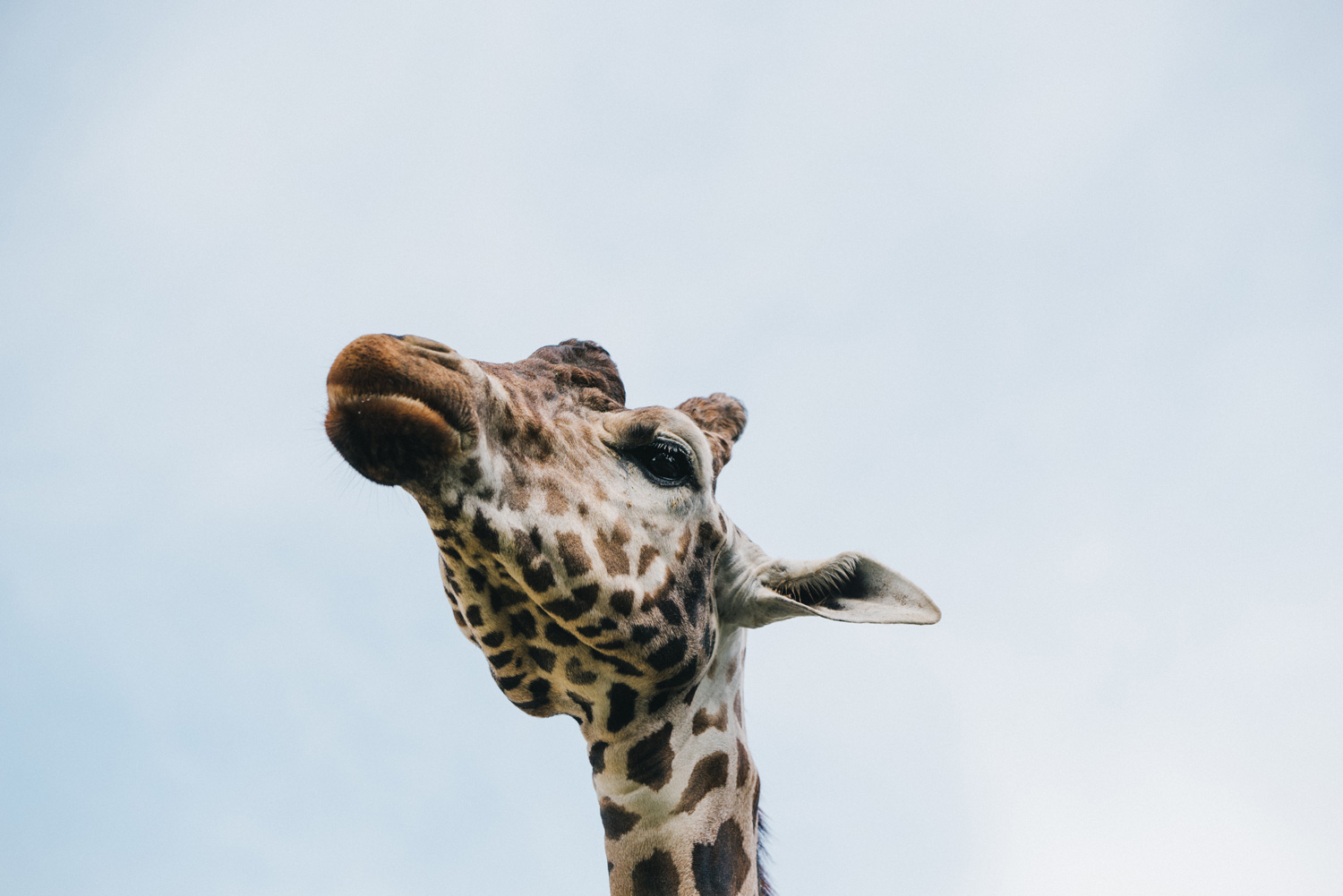 TOP - 大牟田市動物園 -Omuta city zoo-