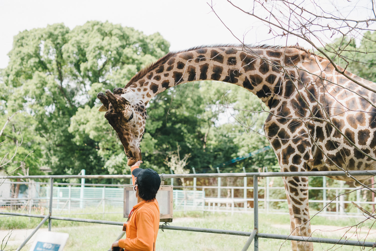 TOP - 大牟田市動物園 -Omuta city zoo-