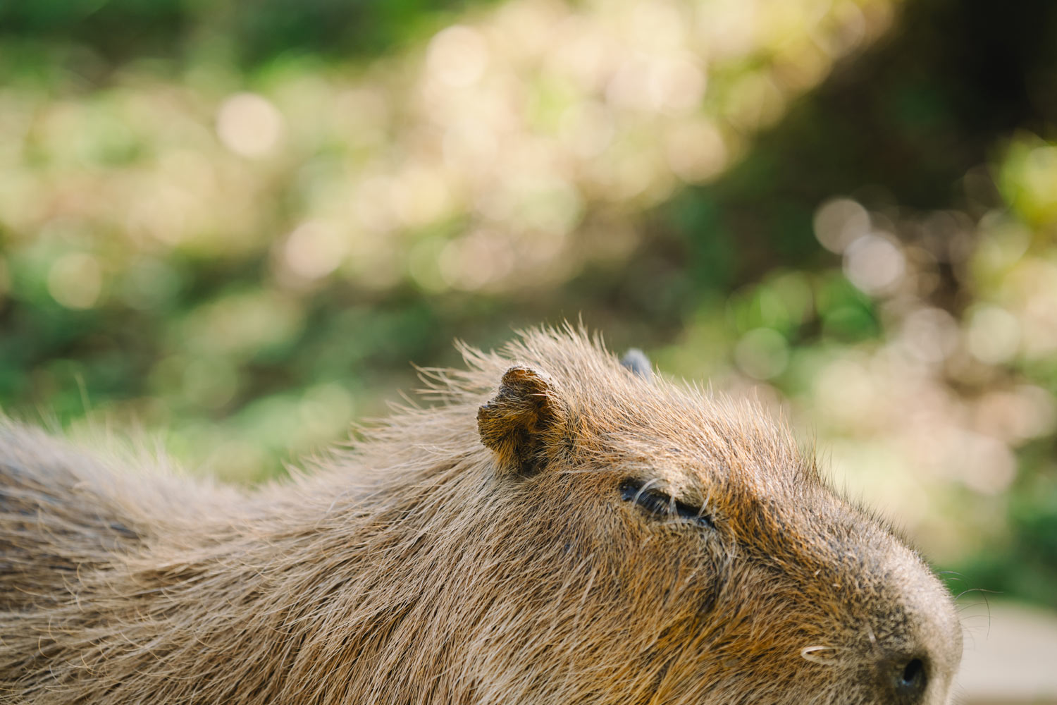 TOP - 大牟田市動物園 -Omuta city zoo-